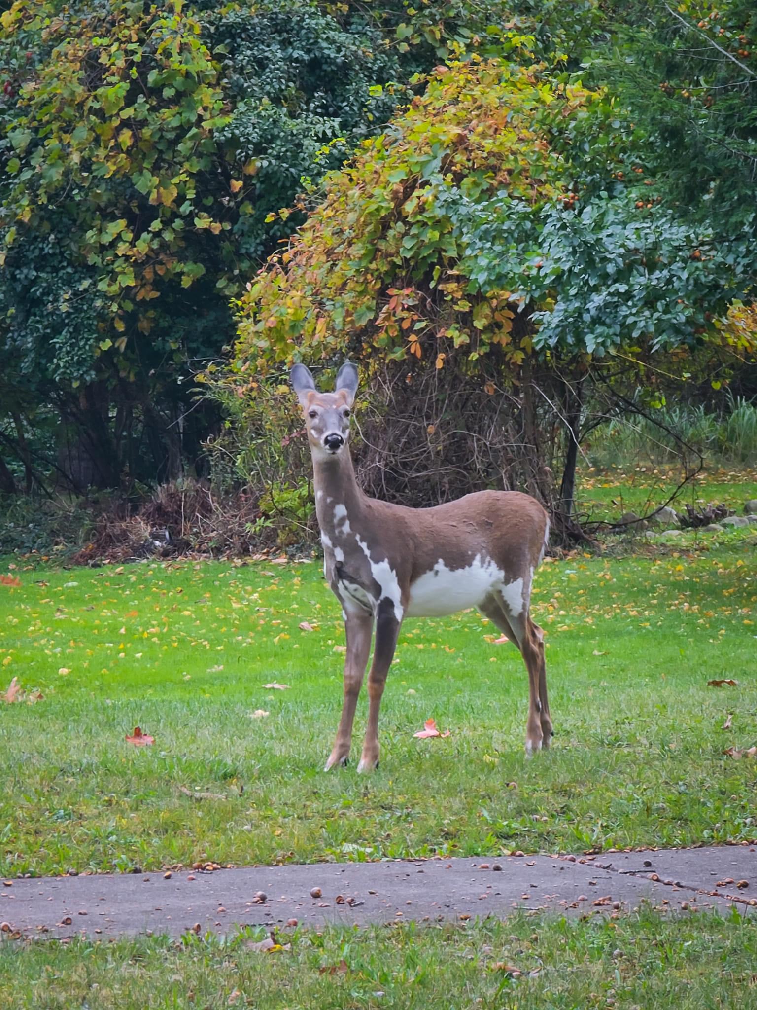 Piebald deer store